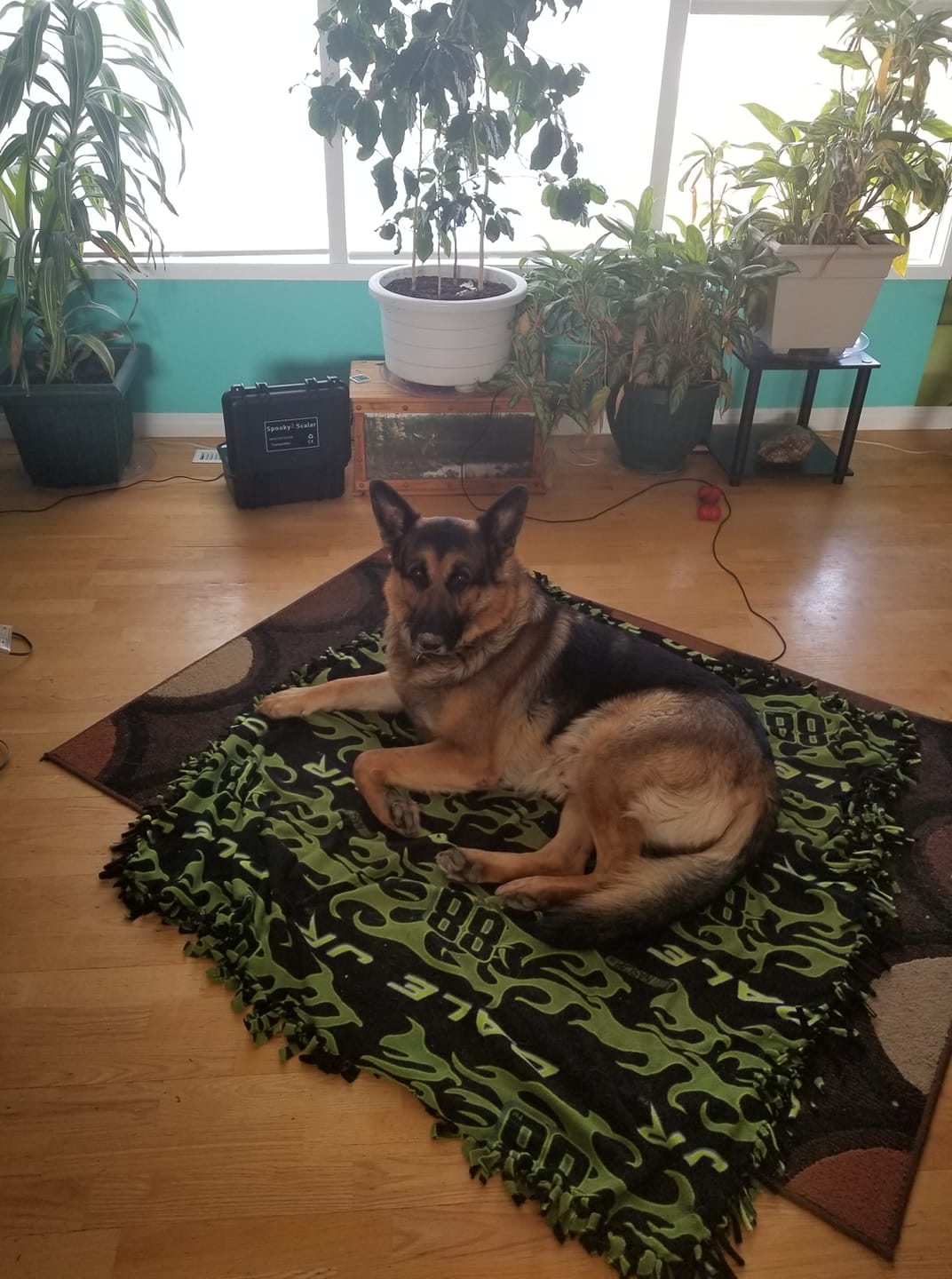 Energy Healing Guide - True Scalar